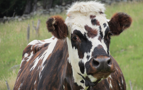 Caracteristicas del ganado Normando - Todo Sobre Agricultura