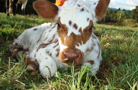 Caracteristicas del ganado Normando - Todo Sobre Agricultura