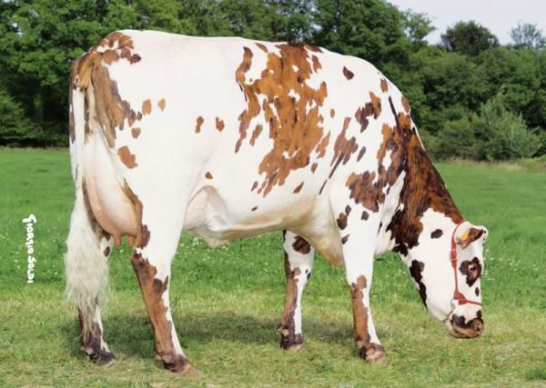 Ganado Normando: Información, datos interesantes y fotos - Todo Sobre ...