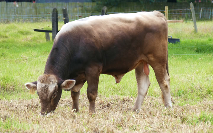 Toros tipo leche: Toda la información que debes saber - Todo Sobre ...