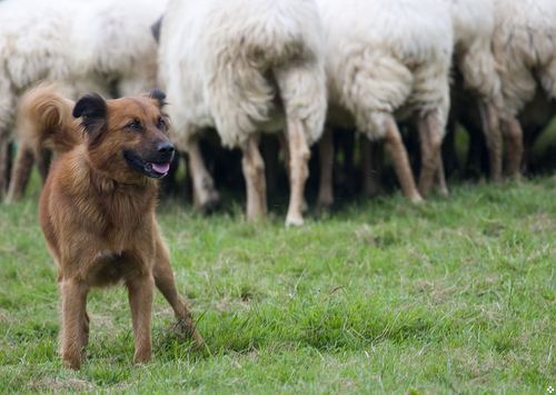 Animales guardianes y protectores de ovejas - Todo Sobre Agricultura