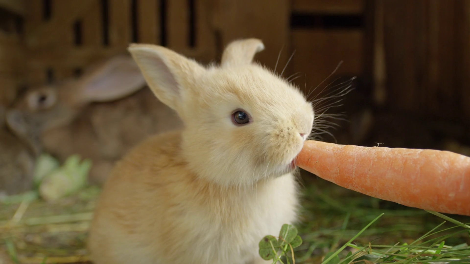 ¿Como saber si mi conejo es hembra o macho? - Todo Sobre Agricultura
