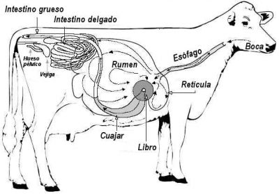 ¿Las vacas tienen cuatro estómagos? - Todo Sobre Agricultura